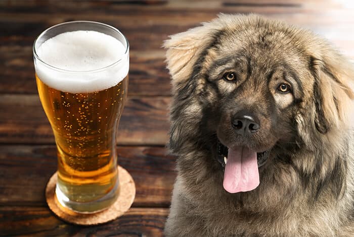 Can Dogs Drink Soda? 4 Dangerous Ingredients in Soda for Dogs