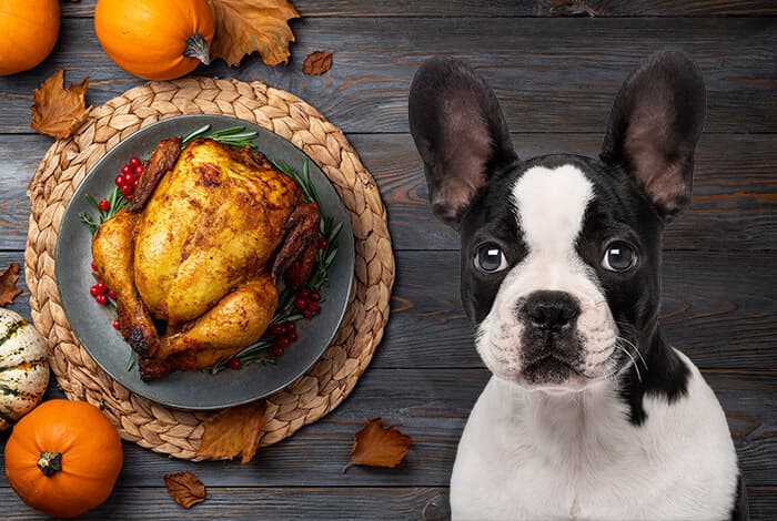 Can Dogs Eat Turkey? What Are the Feeding Restrictions?