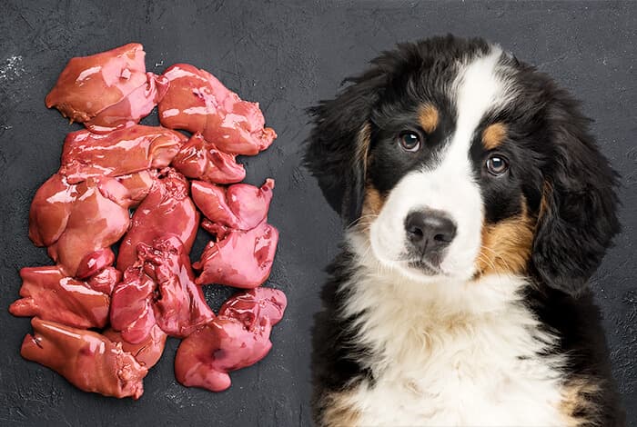 Can Dogs Eat Lamb Kidney? | Benefits, Risks