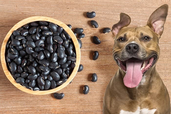 Can Dogs Eat Mung Beans? | Benefits, Risks