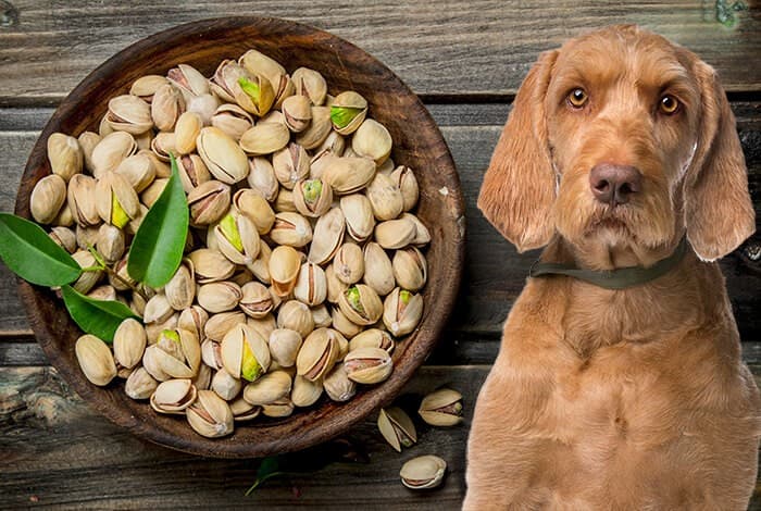 Can Dogs Eat Almonds? Is Almond Toxic for Dogs?