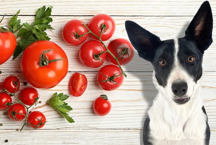 Can Dogs Have Tomato Soup? | Benefits, Risks